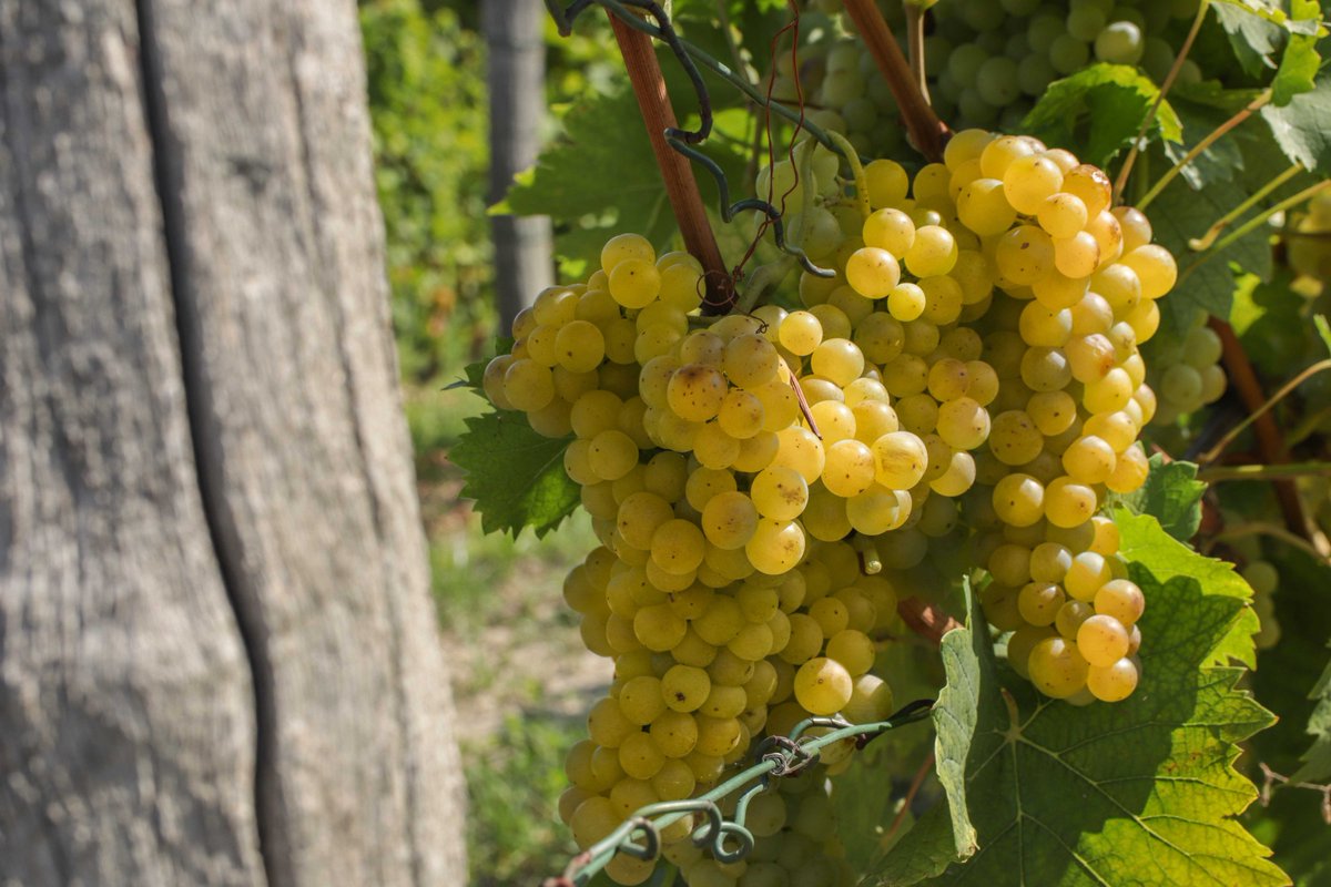 The varieties of Moscato wine and grape from Italy you do not expect ...